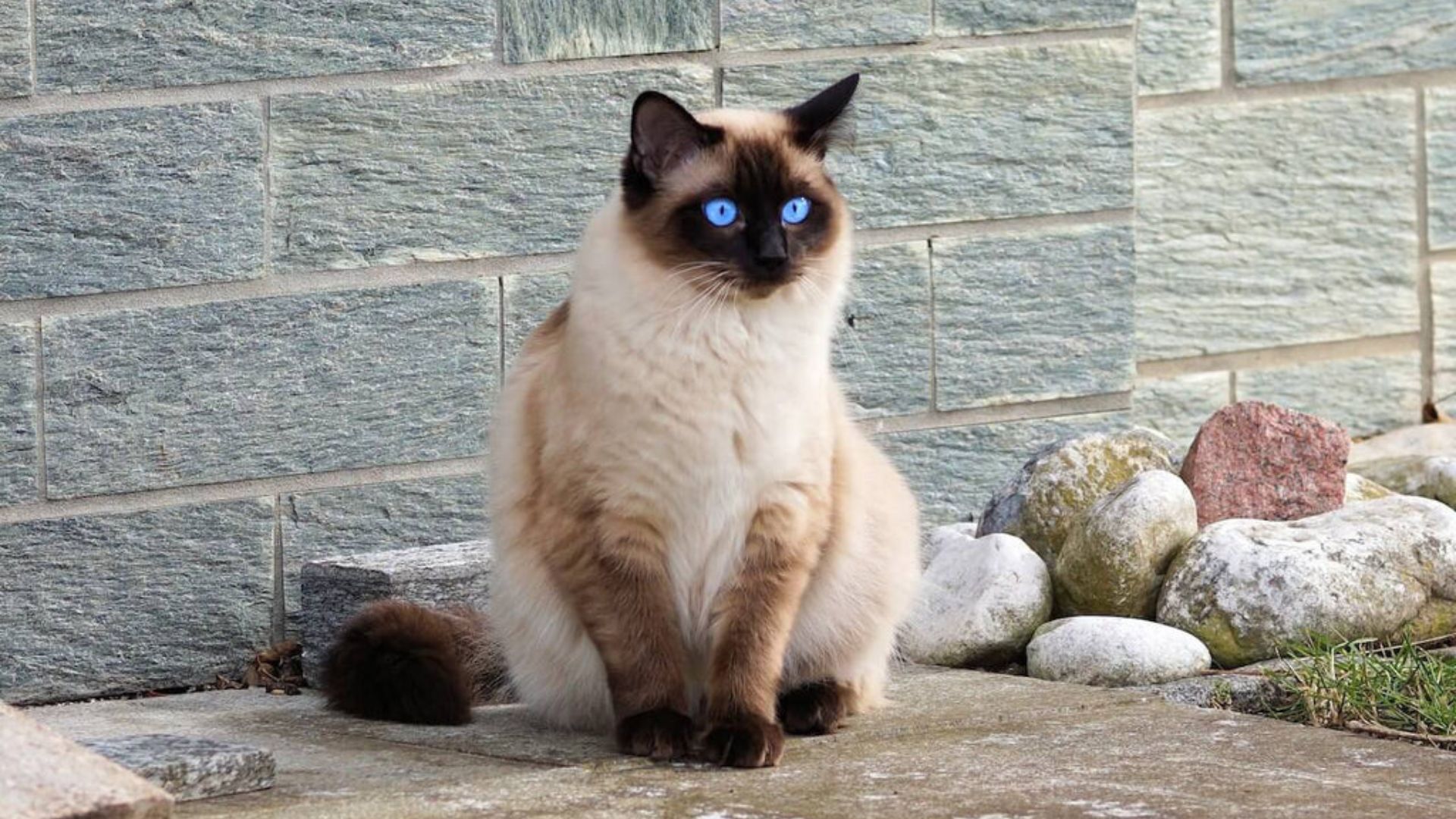 Do Siamese Cats Behave the Same Way as Normal Cats? Why Should You Own ...